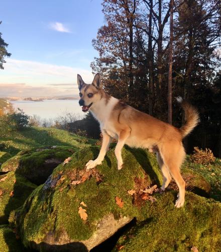Noah - middels trenger pass - Konglungfaret 8