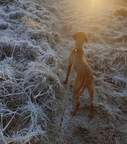 poppy - hund trenger pass - fjordvegen 7