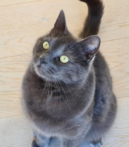 Lucky - katt trenger pass - Ole Dyrengsveg 26B