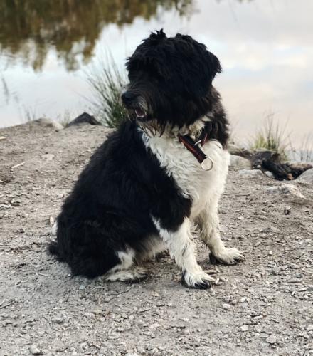 Joplin - hund trenger pass - Storgata 3 Fredrikstad