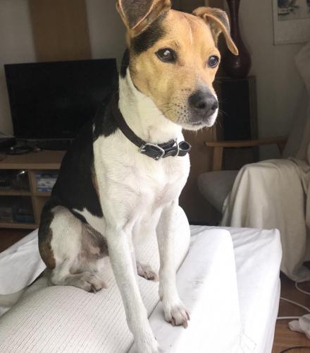 Alvin - hund trenger pass - Rabbersveien 12