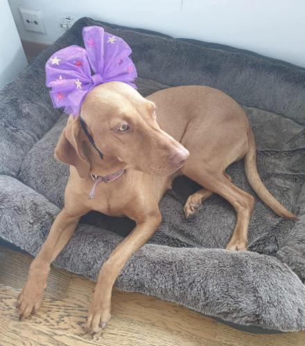 poppy - hund trenger pass - fjordvegen 7