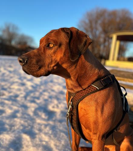 Staley - hund trenger pass - Hauchs gate