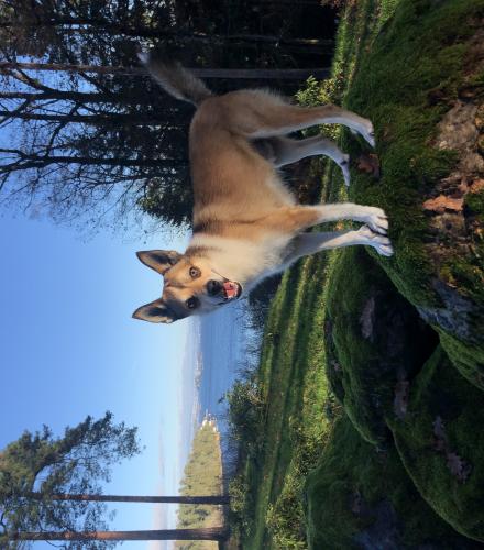 Noah - hund trenger pass - Konglungfaret 8