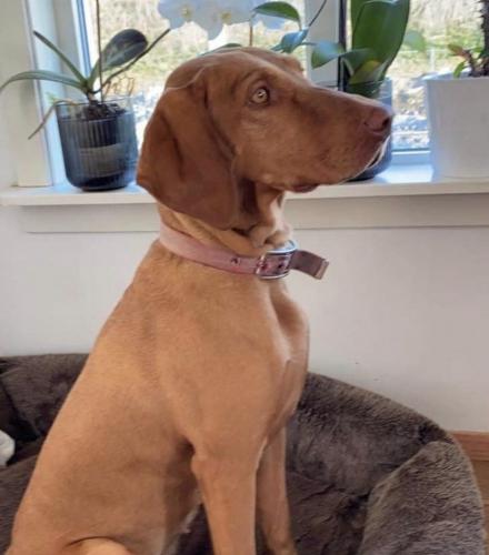 poppy - hund trenger pass - fjordvegen 7