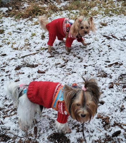 Sissi - hund trenger pass - Niseveien 13