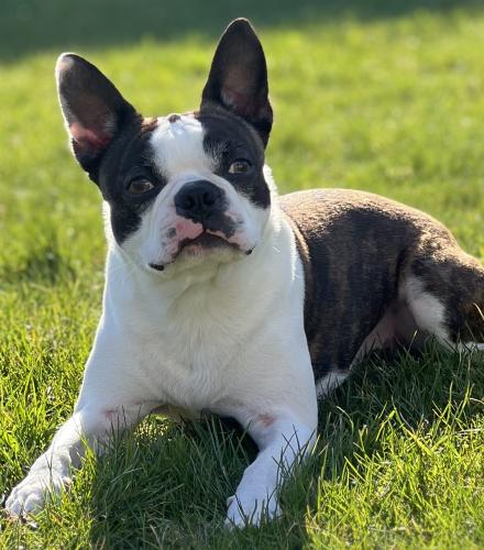 Fowler - hund trenger pass - Veslevarden 34