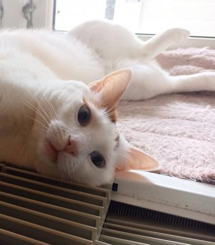 Krema - katt trenger pass - Tordenskjoldgate 35