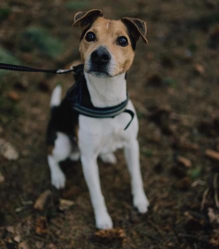 Alvin - hund trenger pass - Rabbersveien 12